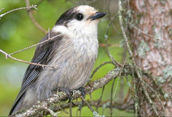 18th Annual Great Adirondack Birding Celebration - Lake Placid Club Lodges